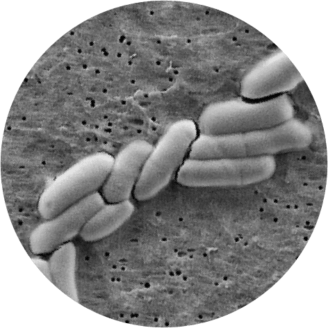 Bifidobacterium lactis BB-12® | Database