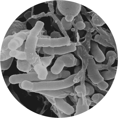 Bifidobacterium lactis Bi-07® | Database