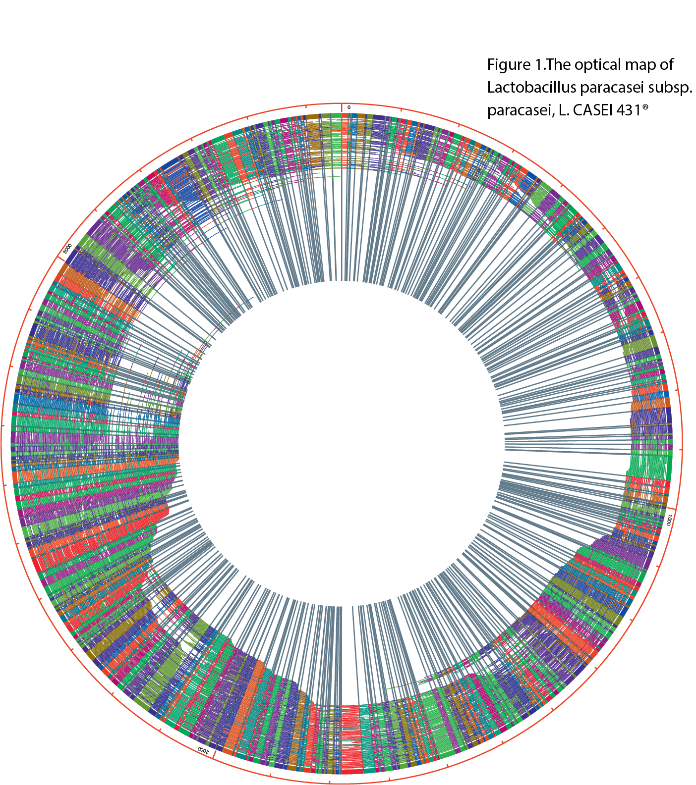 Lactobacillus paracasei CASEI 431® | Database