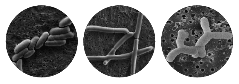 What are Probiotics? | Probiotics Learning Lab