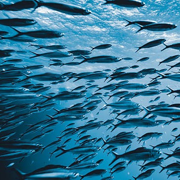 How Can Probiotics Help After Scombroid Poisoning? | Professionals