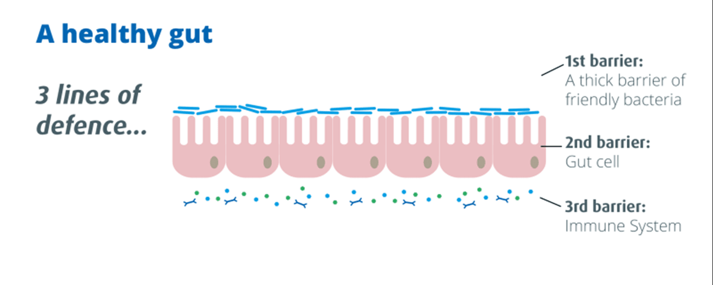 How do probiotics work? | Probiotics Learning Lab