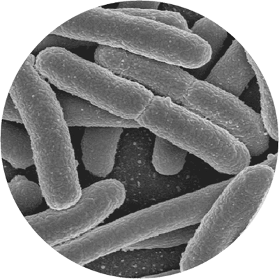 Lactobacillus acidophilus: a Microbiologist's in-depth review
