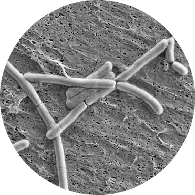 Lactobacillus rhamnosus GG® | Database