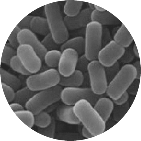 Lactobacillus plantarum LP299v® | Database
