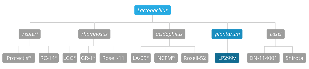Lactobacillus plantarum LP299v® | Database